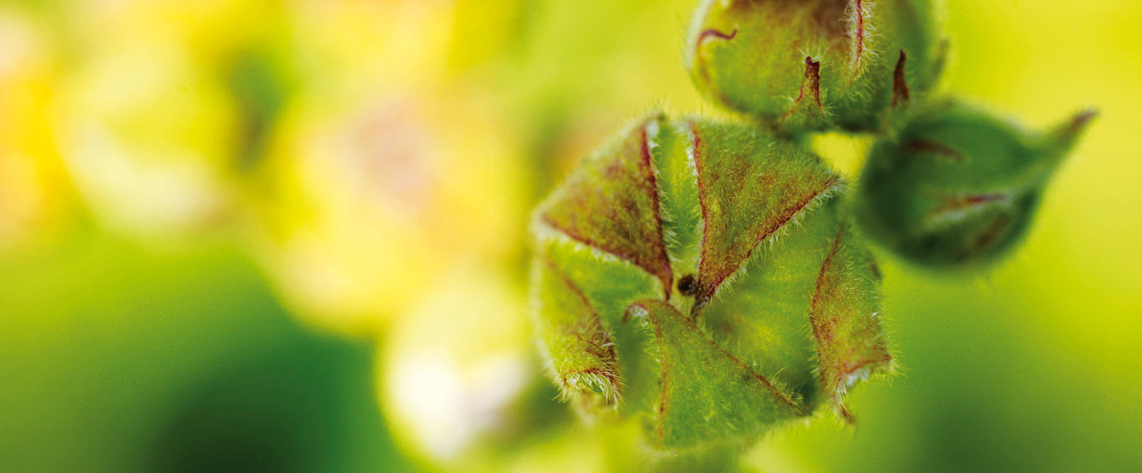 Alles over Althaea officinalis of Echte heemst | A.Vogel