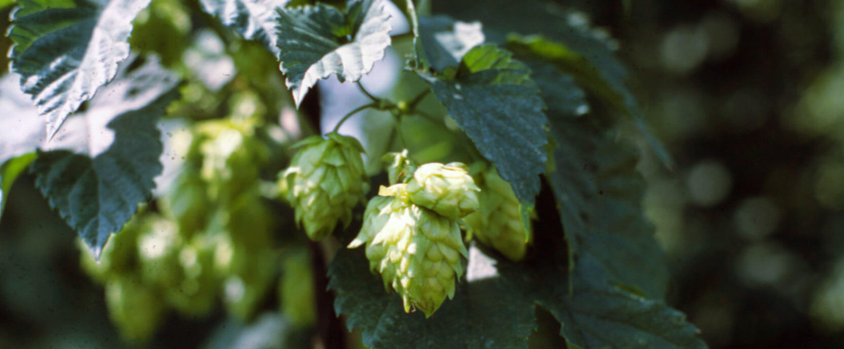 Alles over Humulus lupulus of hop | A.Vogel
