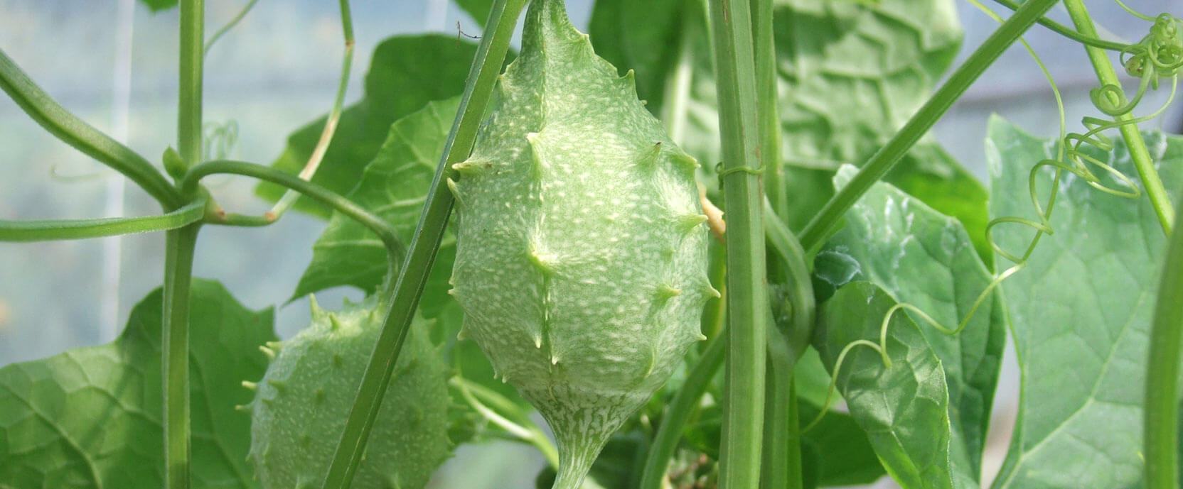 A.Vogel: Encyclopédie plantes Luffa operculata L. (Luffa)
